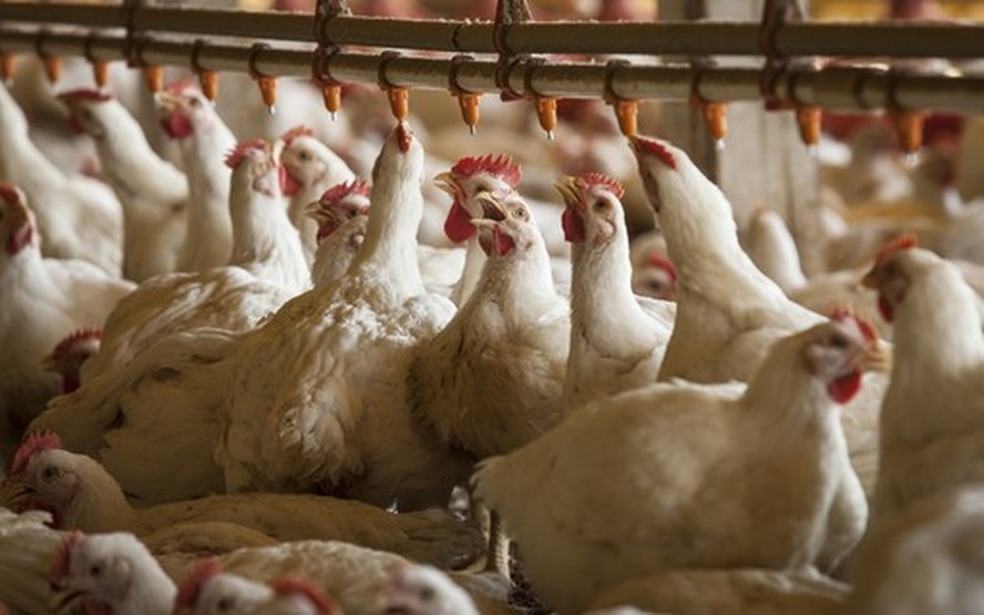 Preço da carne de frango sobe com demanda externa aquecida