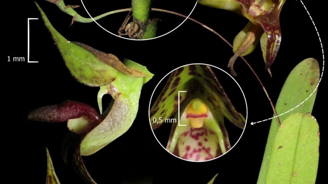 Orquídea | Tudo Sobre | Globo Rural