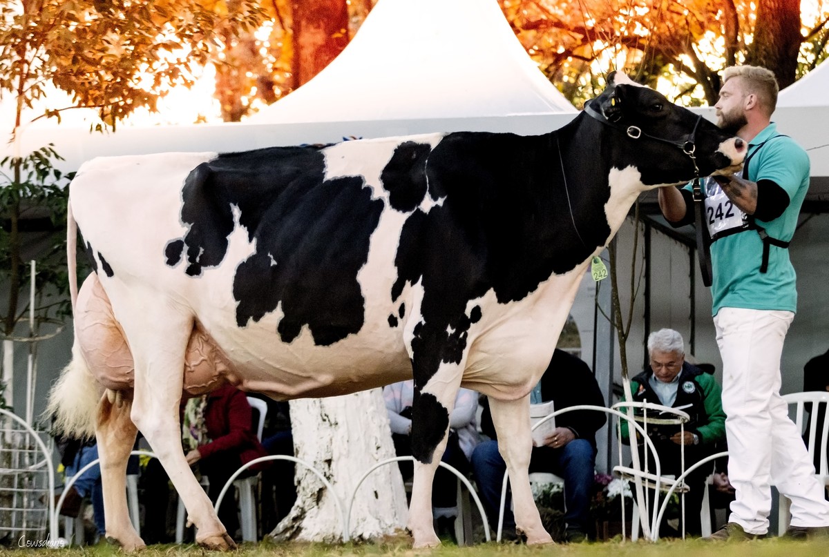Cooperativa Capal abre 50ª Expoleite nesta quinta-feira em Arapoti (PR)