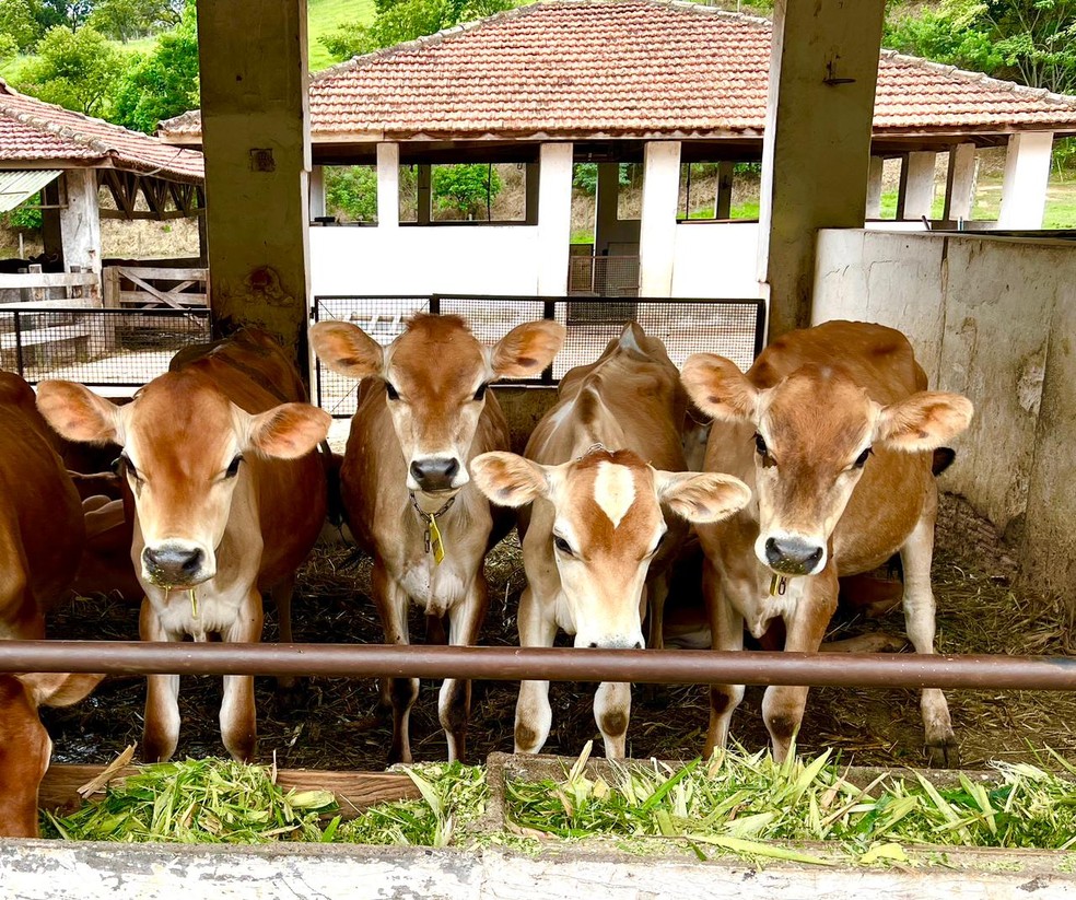 Raças de boi: conheça os principais bovinos para criação