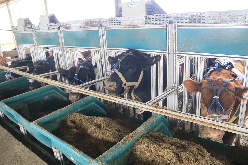 Criadores de Angus investem em medição de metano emitido pelo gado