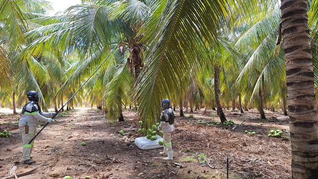 Do campo à indústria: conheça a produção da água de coco