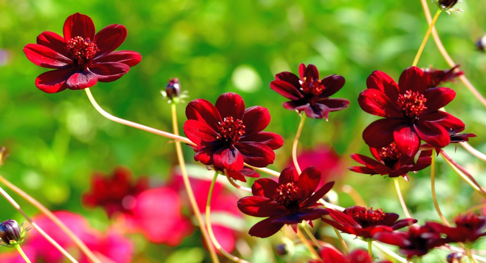 Veja quais são as flores mais cheirosas para perfumar a sua casa