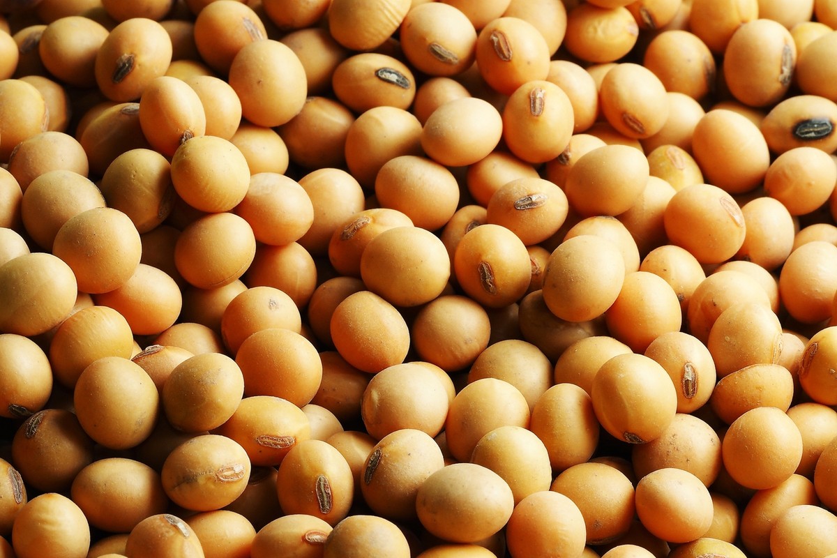 Preço da soja aumenta no Brasil mesmo com desvalorização no exterior