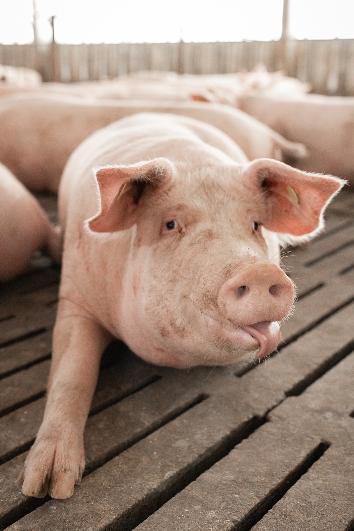 Preço do suíno vivo recua no fim de maio, mas fecha mês em alta