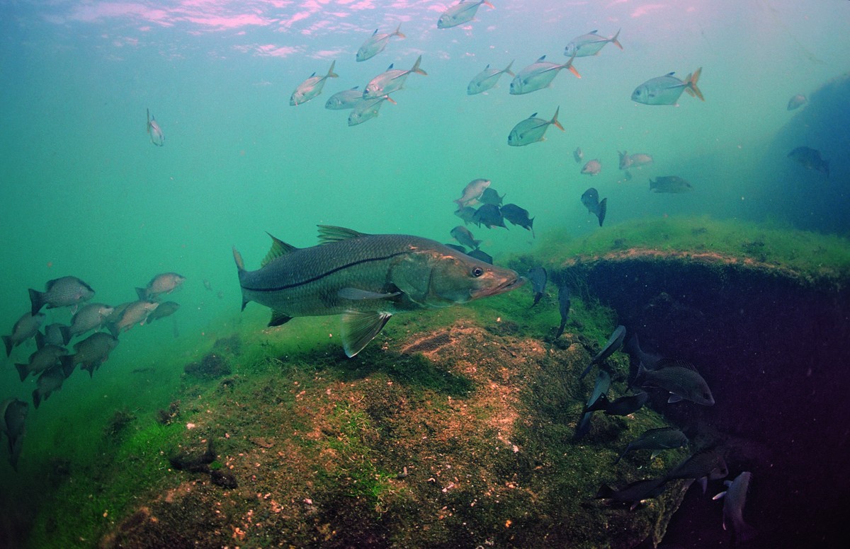 Como criar robalo? Espécie cresce em água doce e salgada