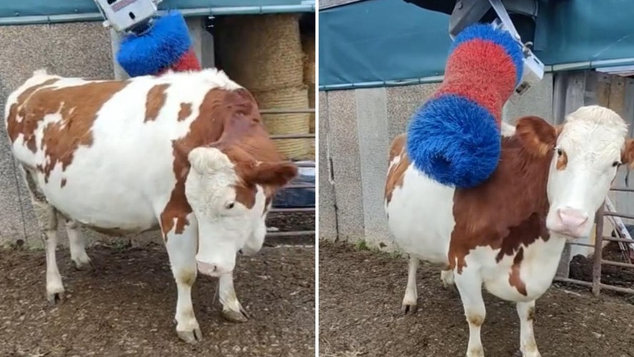 Vacas usam escova de lava-rápido para se coçar e vídeo viraliza