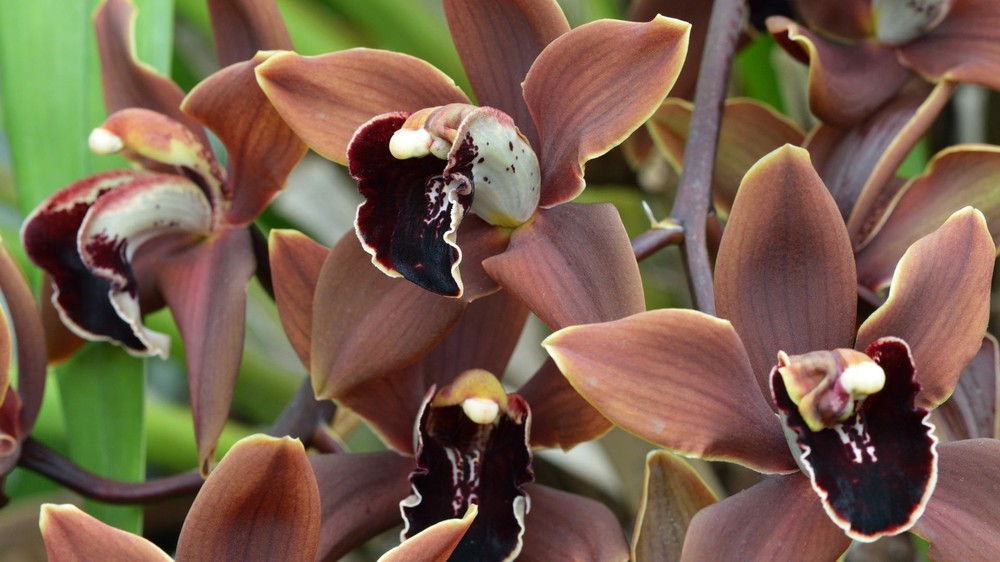 Qual o significado de cada cor de orquídea?