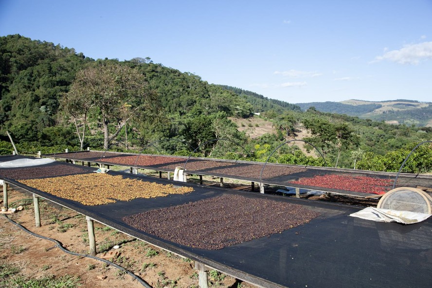 El Niño liga alerta para safra de café do Brasil em 2027/28