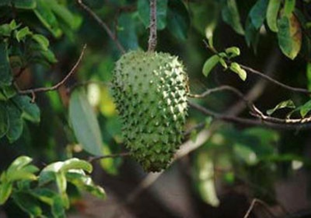 Araticum-do-Cerrado: como plantar a fruta que ajuda a combater uma ...