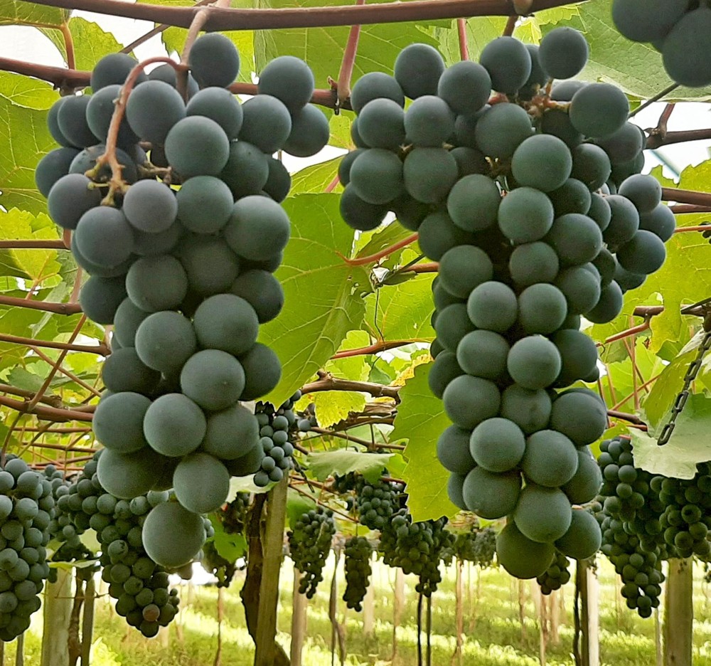 Estudo comprova que suco de uva brasileiro faz bem à saúde