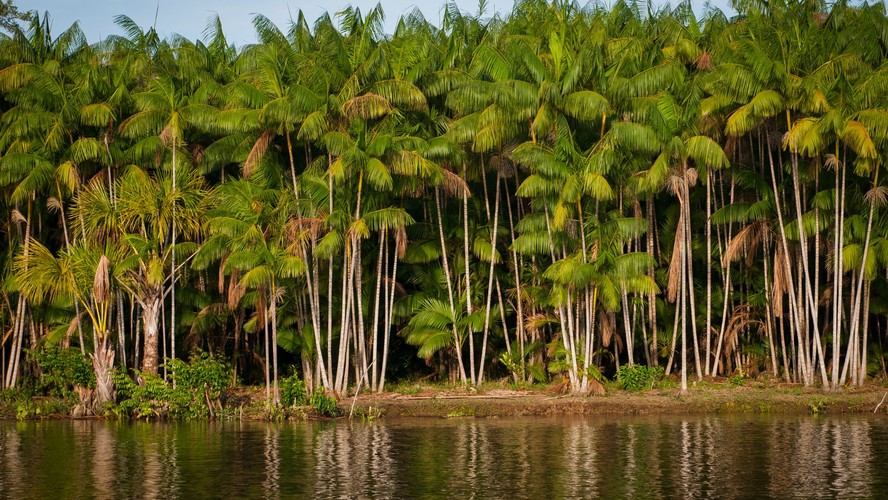 Silvicultura e extrativismo vegetal: quais são as diferenças?