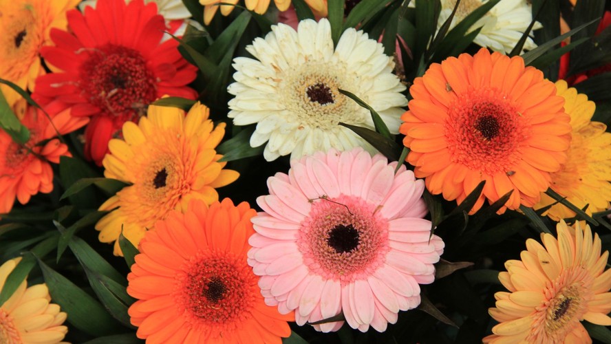 Mercado brasileiro de flores deve crescer até 8% em 2025