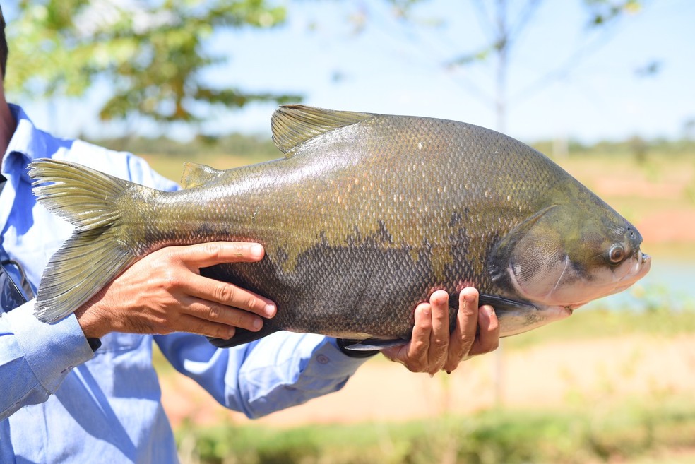 Conheça o arroz, guaraná e tambaqui com Identificação Geográfica