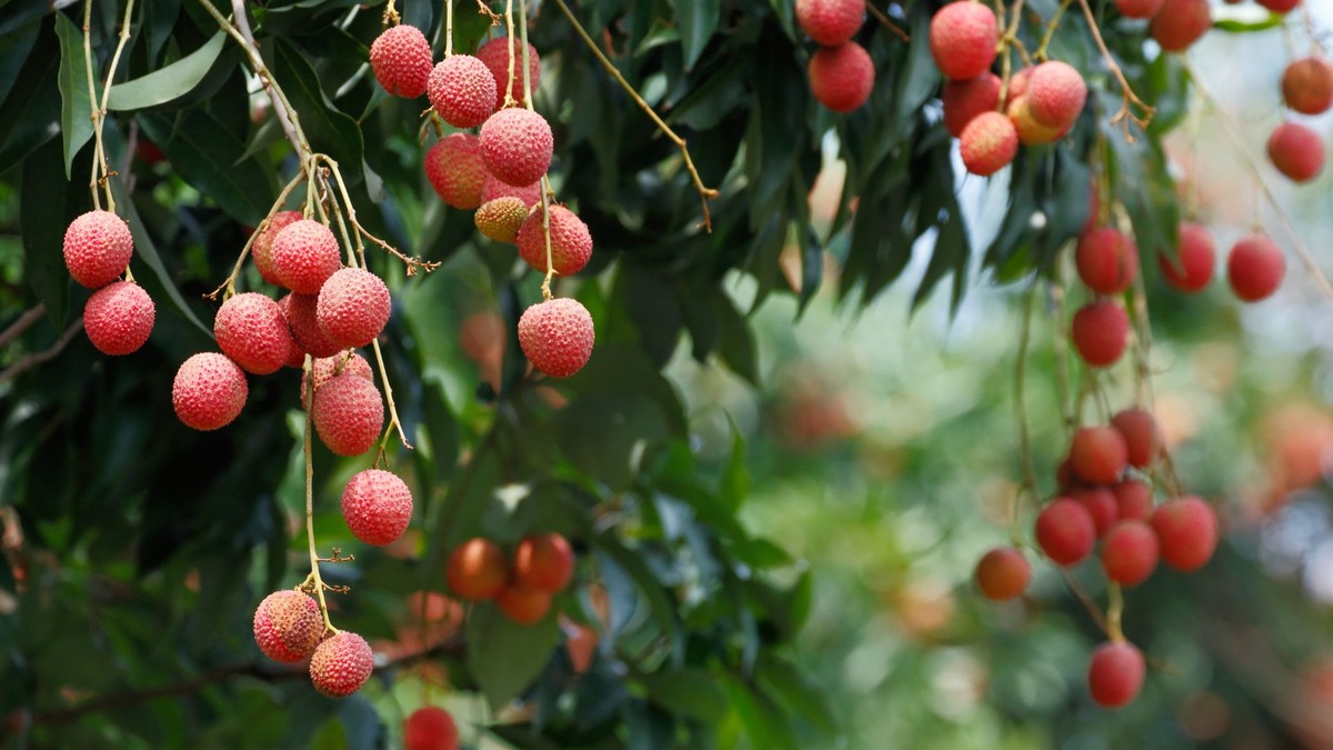 Por que consumir lichia? Conheça os benefícios da fruta da estação