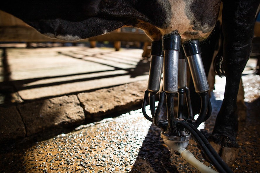 Quem são os maiores produtores de leite do Brasil