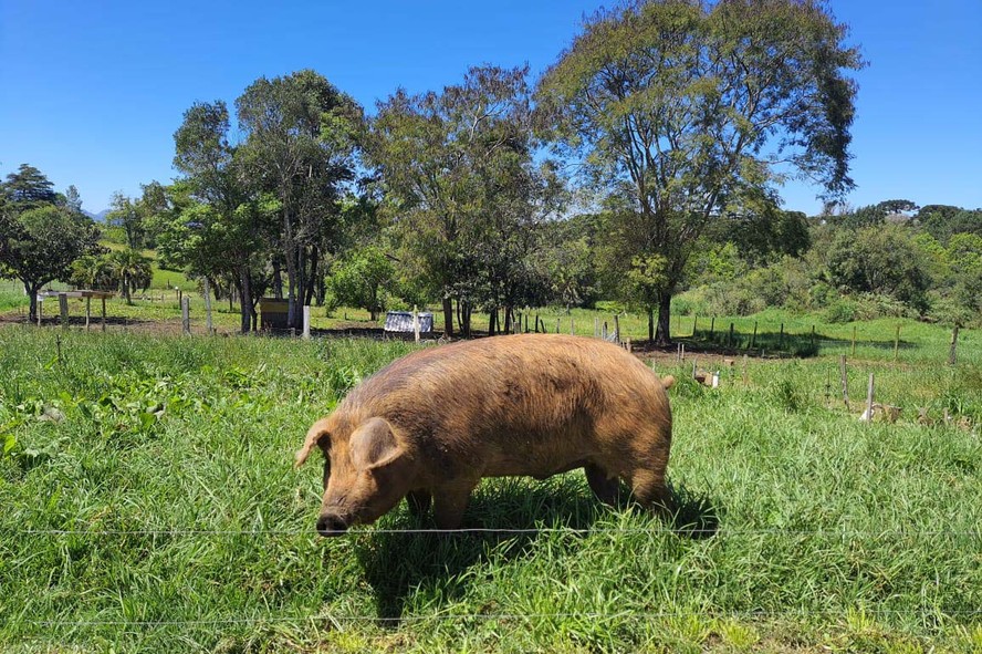 Paraná estabelece norma sanitária para criação de porcos ao ar livre