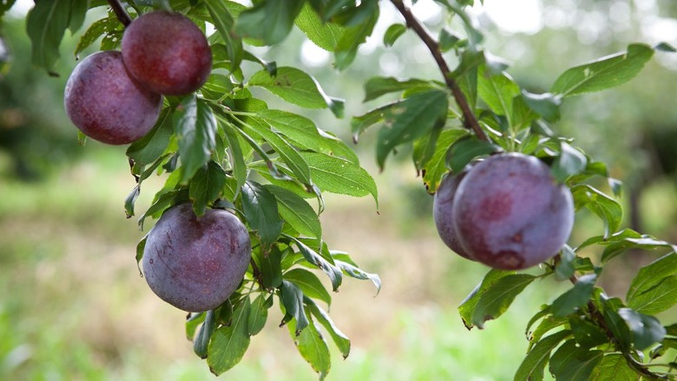 Ameixa faz bem para o intestino; conheça outros benefícios da fruta