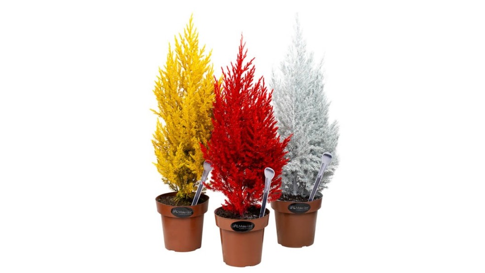 Tuia-holandesa: como plantar e cuidar da árvore de Natal