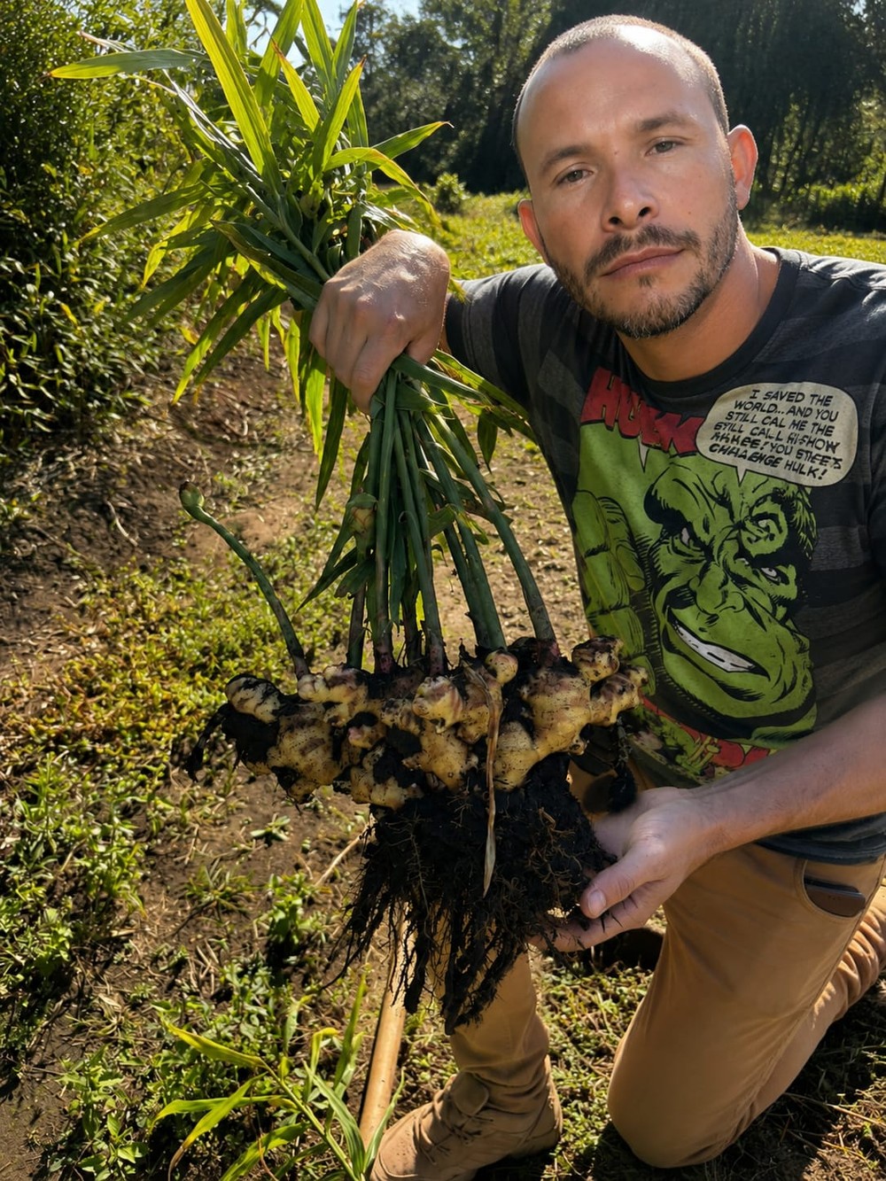 'Capital do Gengibre' no interior de SP tenta retomar o cultivo da raiz