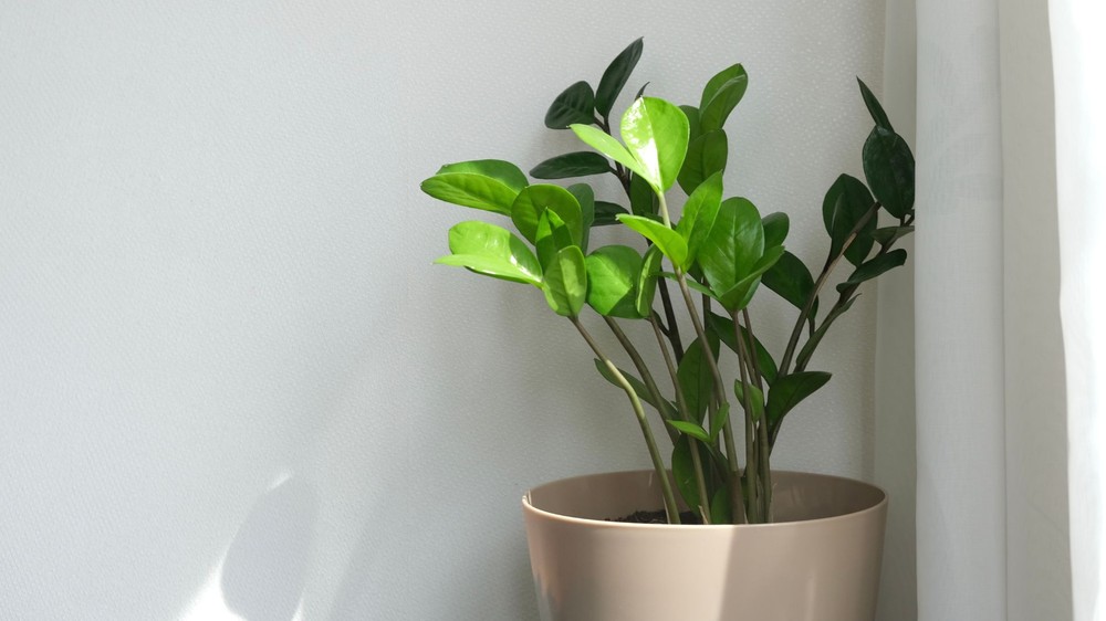 Como cultivar zamioculca, a planta da fortuna