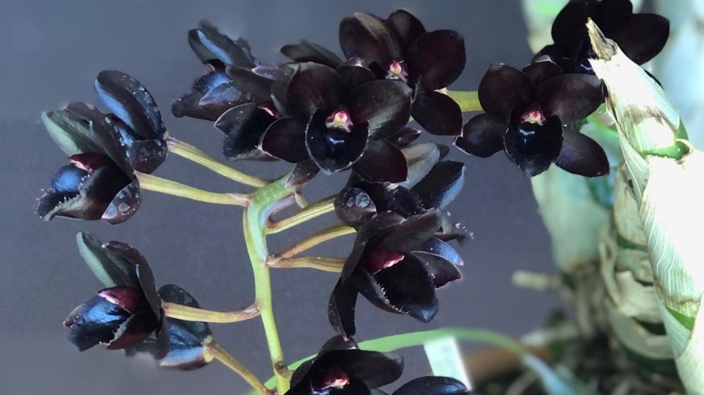 Orquídea negra: conheça a planta que parece preta, mas não é