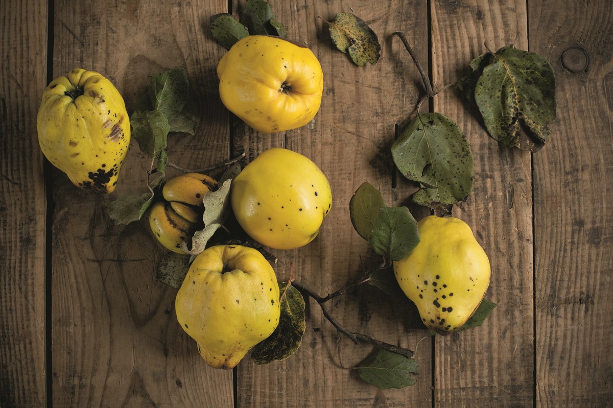 Marmelo chegou ao Brasil com os portugueses. Saiba como plantar