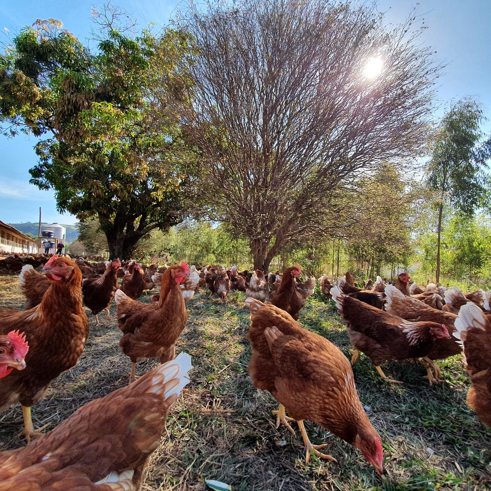 Grupo Mantiqueira anuncia acordo para adquirir Fazenda da Toca