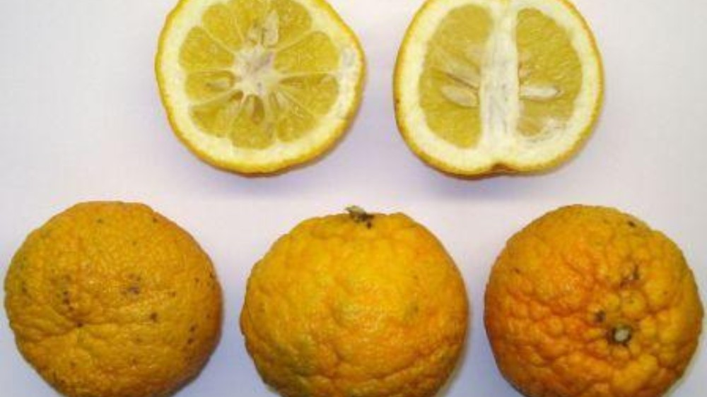 Existem mais de 5 tipos de laranja. Descubra se você conhece todas!