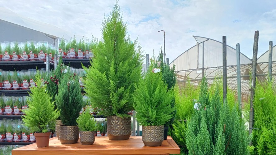 Tuia-holandesa: como plantar e cuidar da árvore de Natal