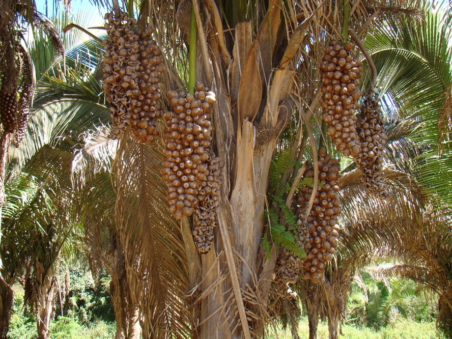 Pesquisa Desenvolve Primeira Bebida E Queijo à Base De Coco Babaçu Do Brasil