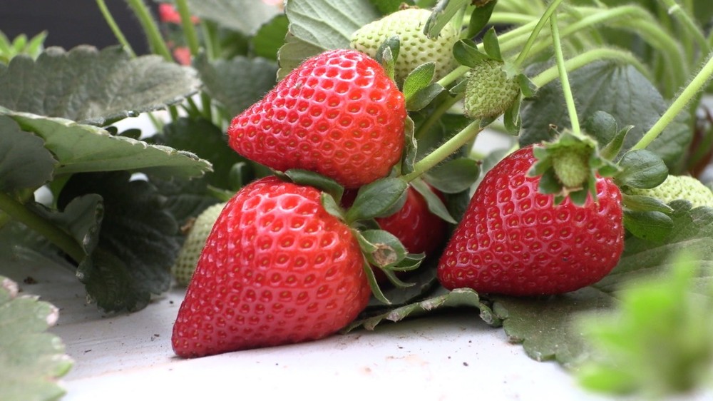 Programa Globo Rural inspira jovem agricultor a cultivar morango na ...