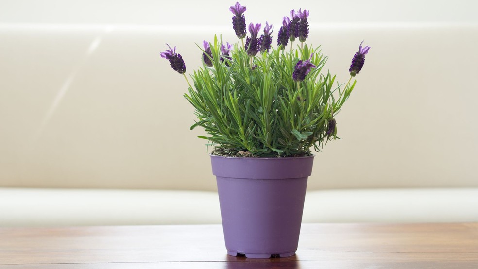 Flores de julho: veja 10 opções para florir a casa neste mês