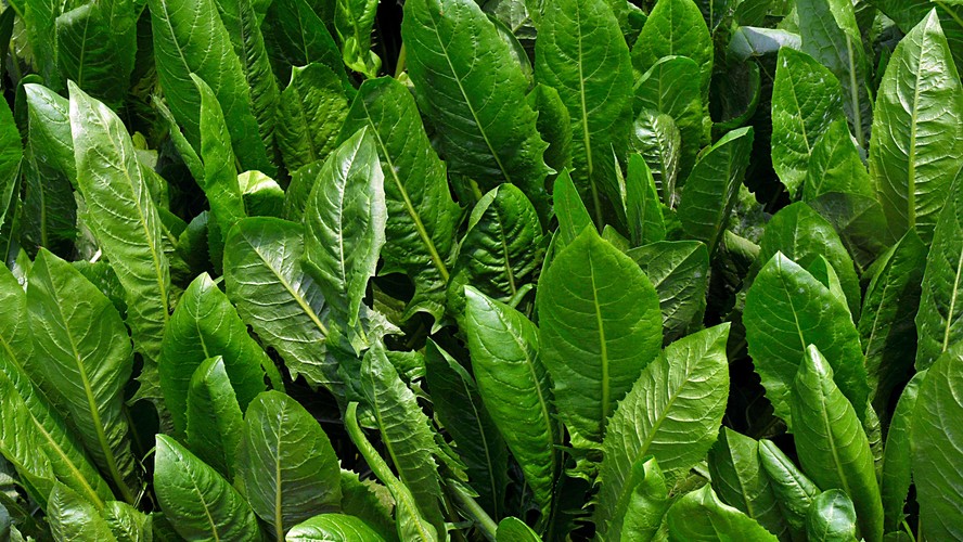 Como plantar chicória e quais são os cuidados