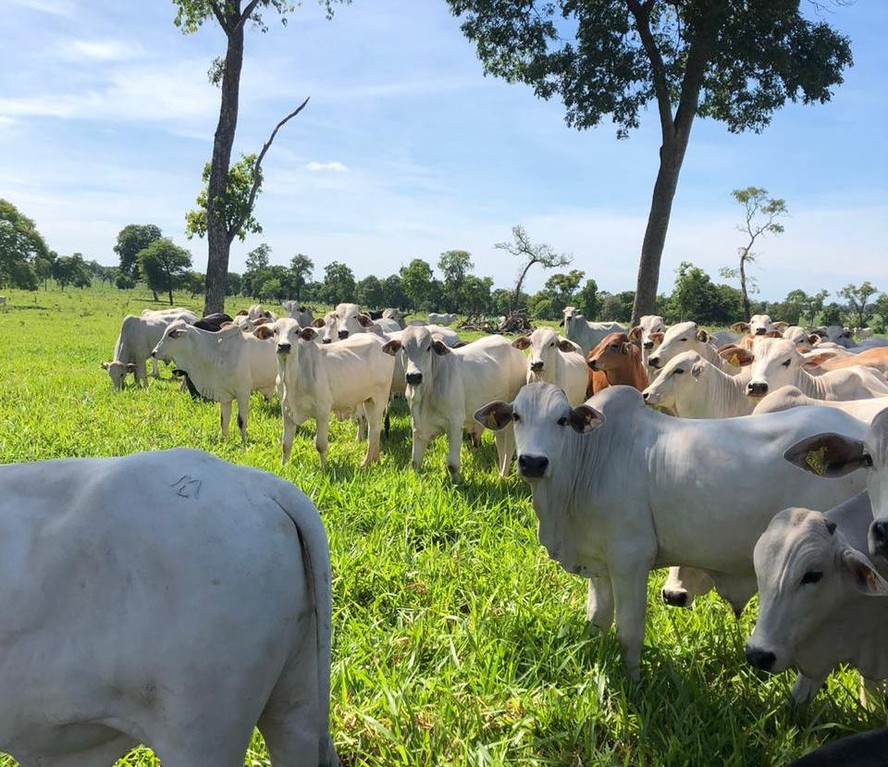 Abates de novilho precoce de MS atingem recorde neste ano