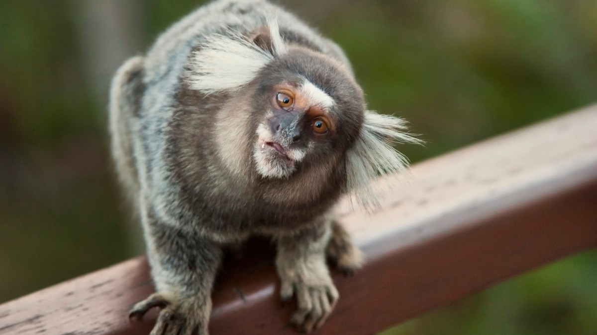 Macaco sagui: saiba como criar a espécie no Brasil