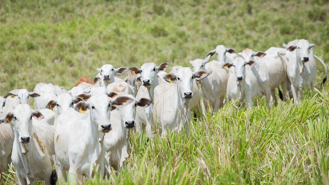 De que partes do boi vêm os cortes de carne?