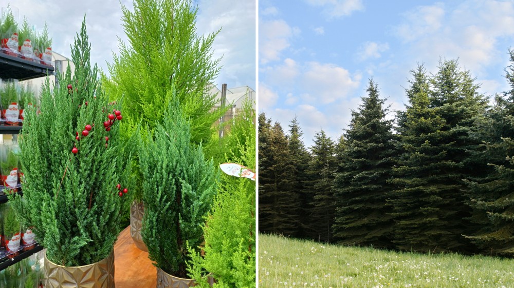 Tuia-holandesa: como plantar e cuidar da árvore de Natal