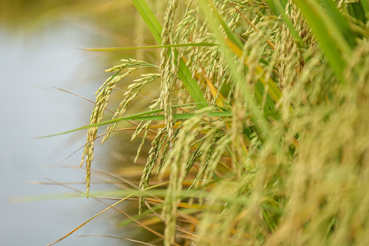 UPL compra área de fungicidas mancozebe da Corteva