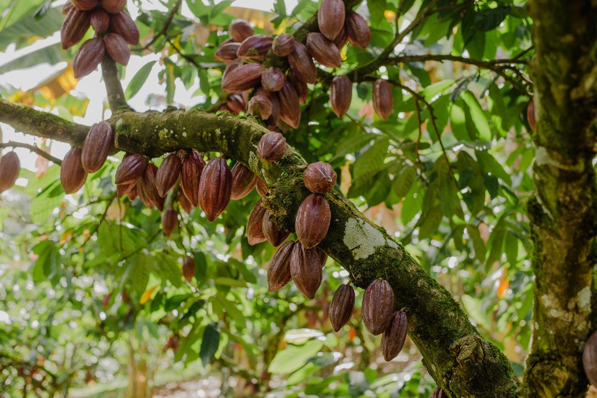 CBN Agro: Indústria brasileira aumenta a moagem de cacau