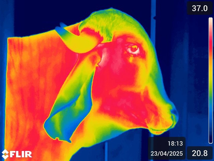Câmera de calor ajuda a monitorar a saúde do gado leiteiro