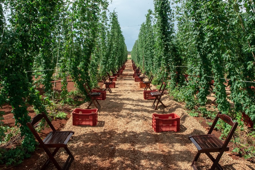 Cultivo de lúpulo em Minas Gerais atrai novos produtores e cresce 5 vezes