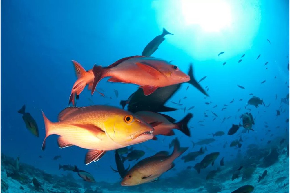 Pesca do pargo, peixe em extinção, é reaberta sem limite de captura