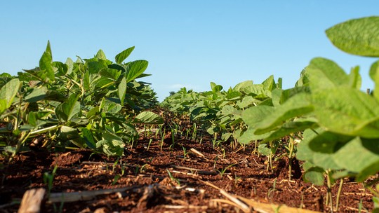 Soja avança mais em pasto na maioria do Cerrado e áreas nativas do ...