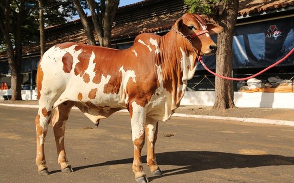 Raças de boi: conheça os principais bovinos para criação