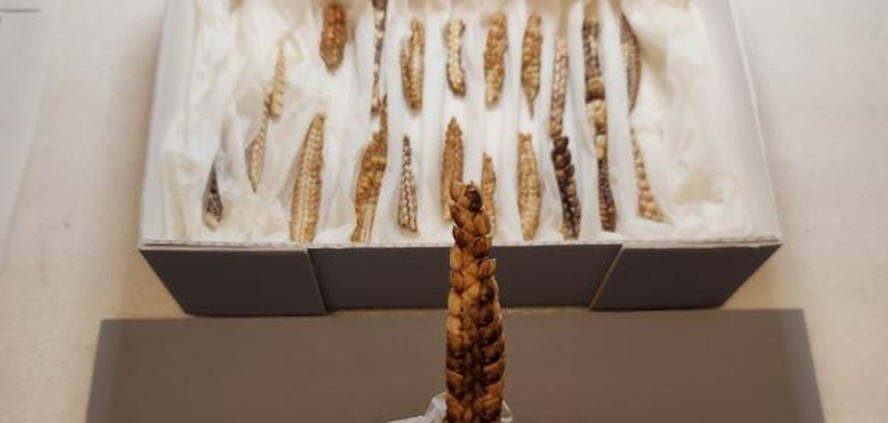 Milho ancestral é encontrado em cavernas de Minas Gerais
