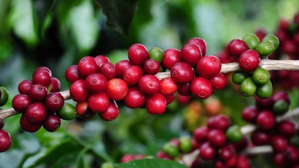Quais tipos de café existem? Conheça as principais variedades