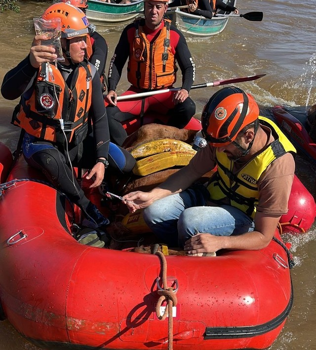 Cavalo sabe nadar? Veja como está sendo feito o resgate de animais no RS