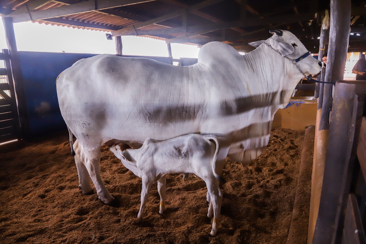Nasce o primeiro clone de Viatina, a segunda vaca mais cara do mundo