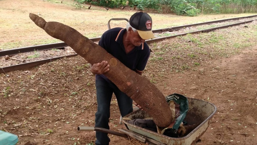 Produtor colhe mandioca gigante de 40kg em SP; veja fotos